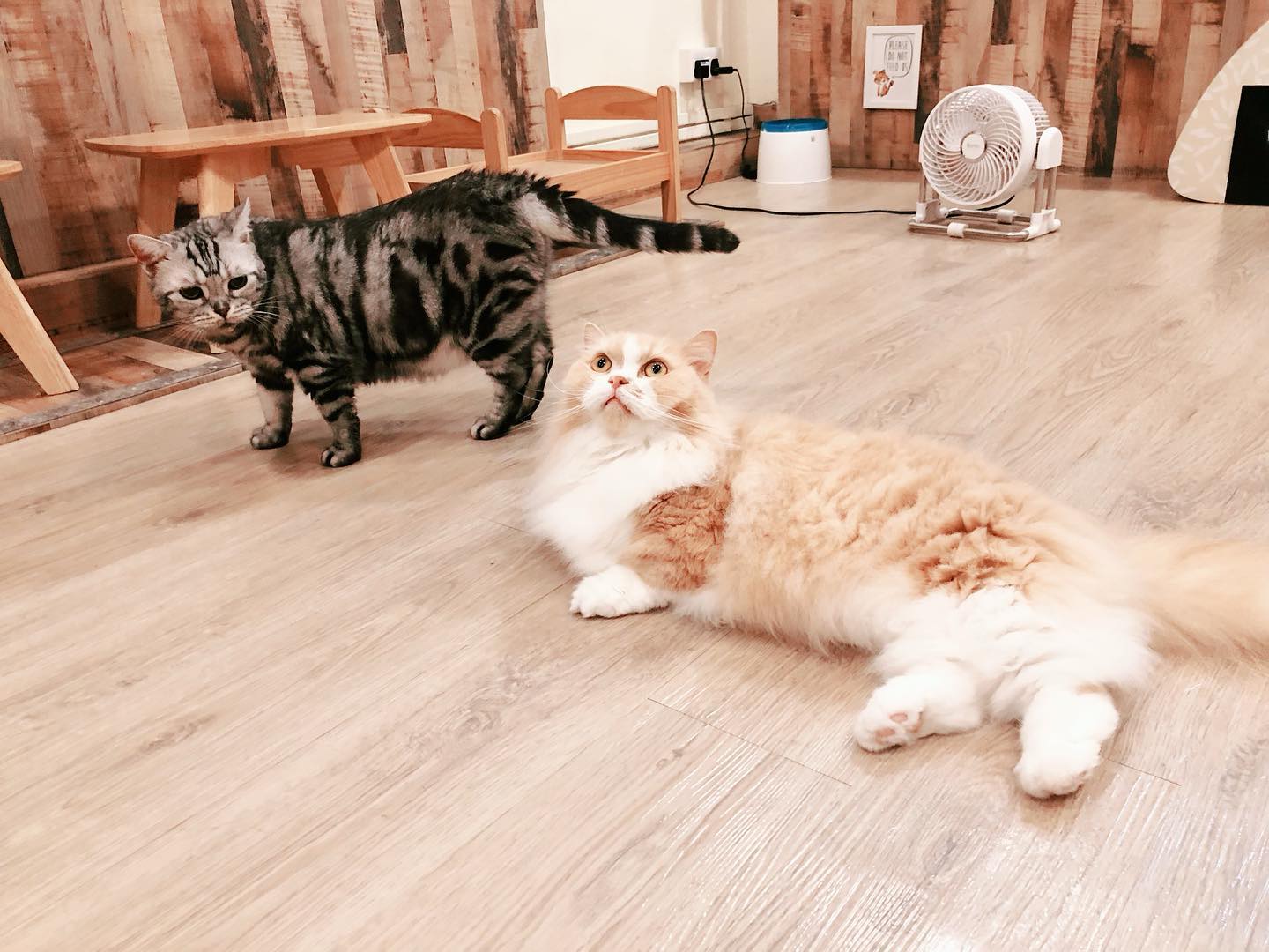 The Ultimate List of Dog and Cat Petting Cafes in Singapore